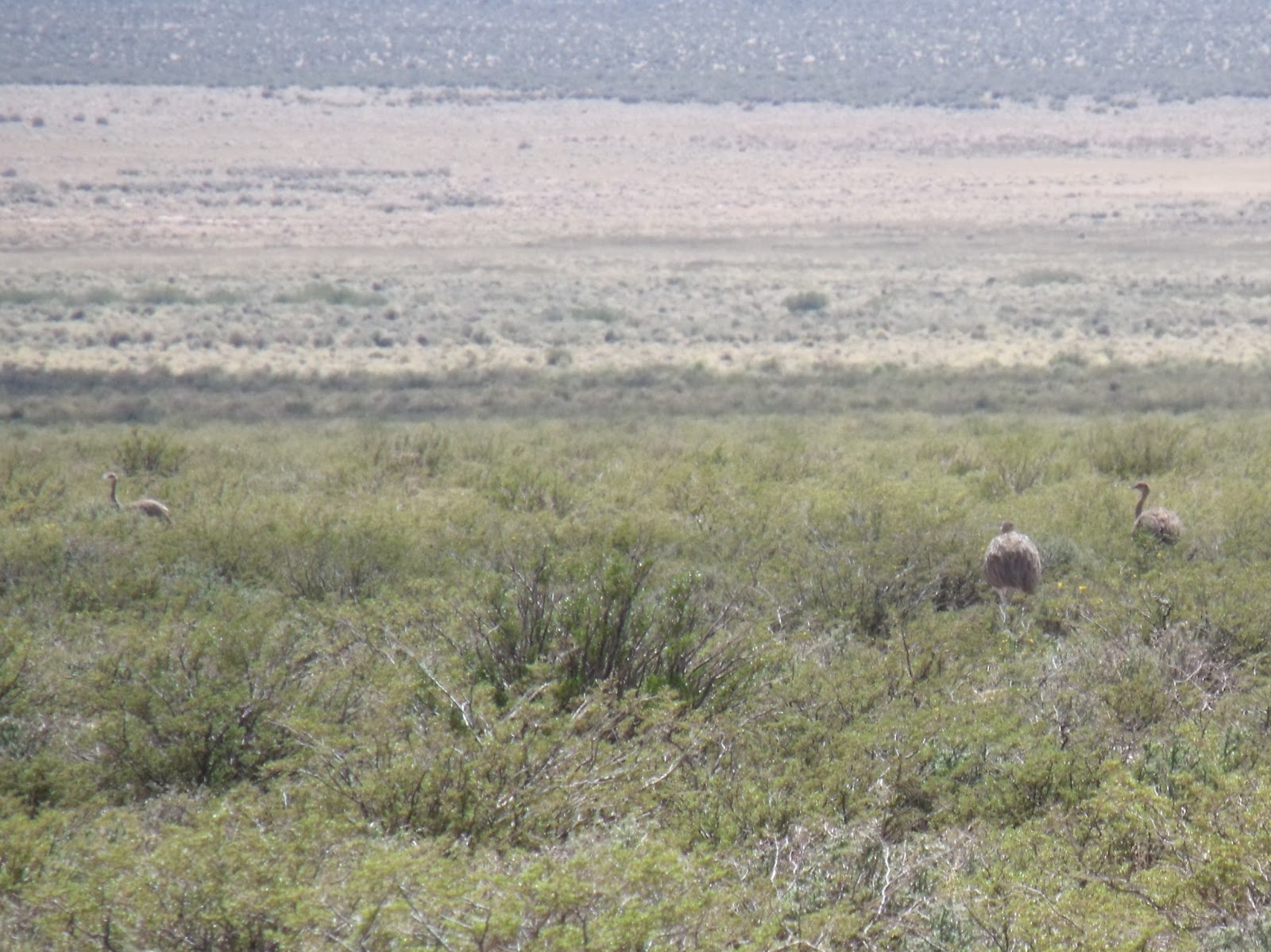 NATURALEZA Y CULTURA: Suri Cordillerano en el norte de Mendoza
