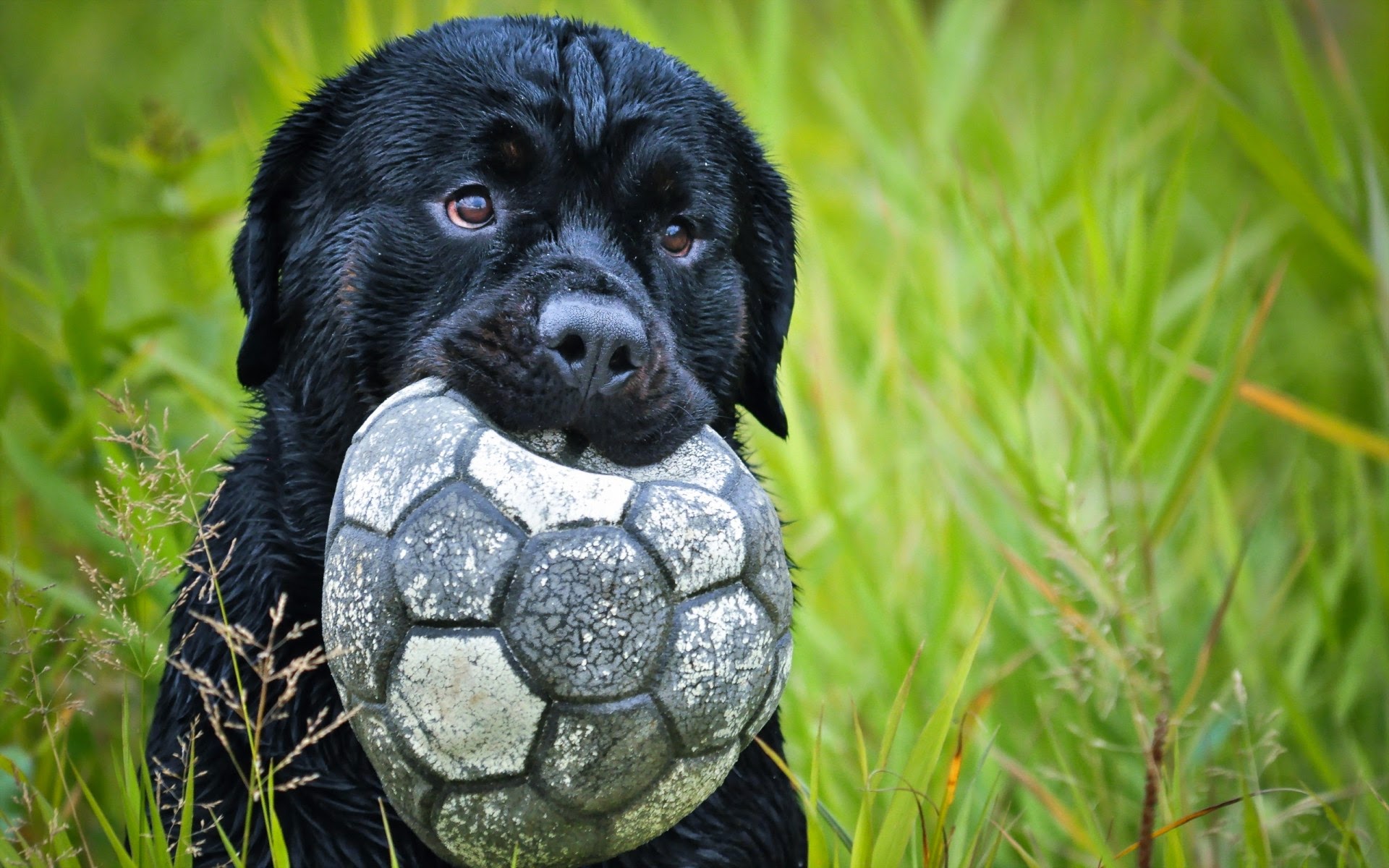 Perrito Jugando con una pelota | Fotos e Imágenes en FOTOBLOG X