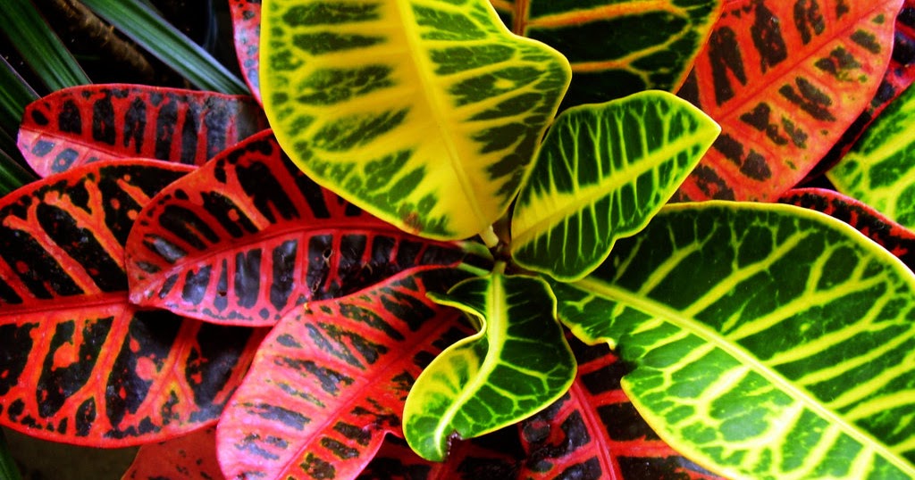 Tanaman Hias daun Puring | Blog Tanaman dan tumbuhan