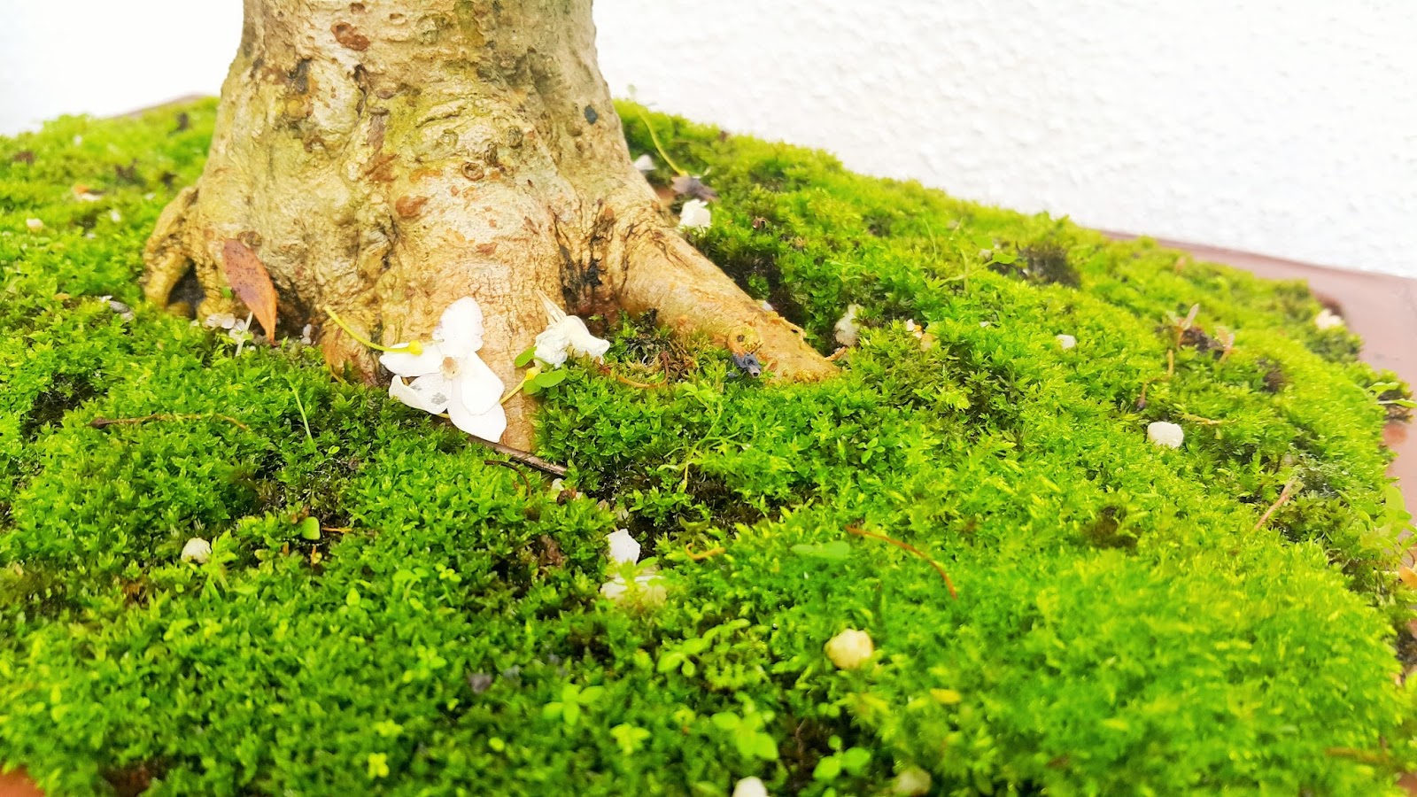 blog of amir rofie: Bonsai: Bersihkan lanskap Santalia3 (Sep 2017)