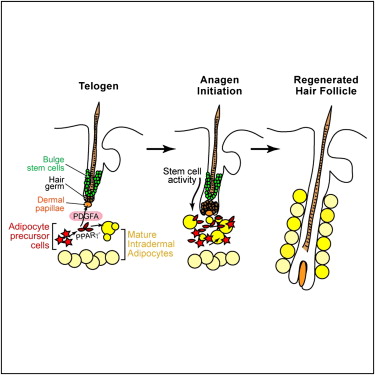 Yale Scientists Find Stem Cells That Tell Hair It’s Time to Grow ...