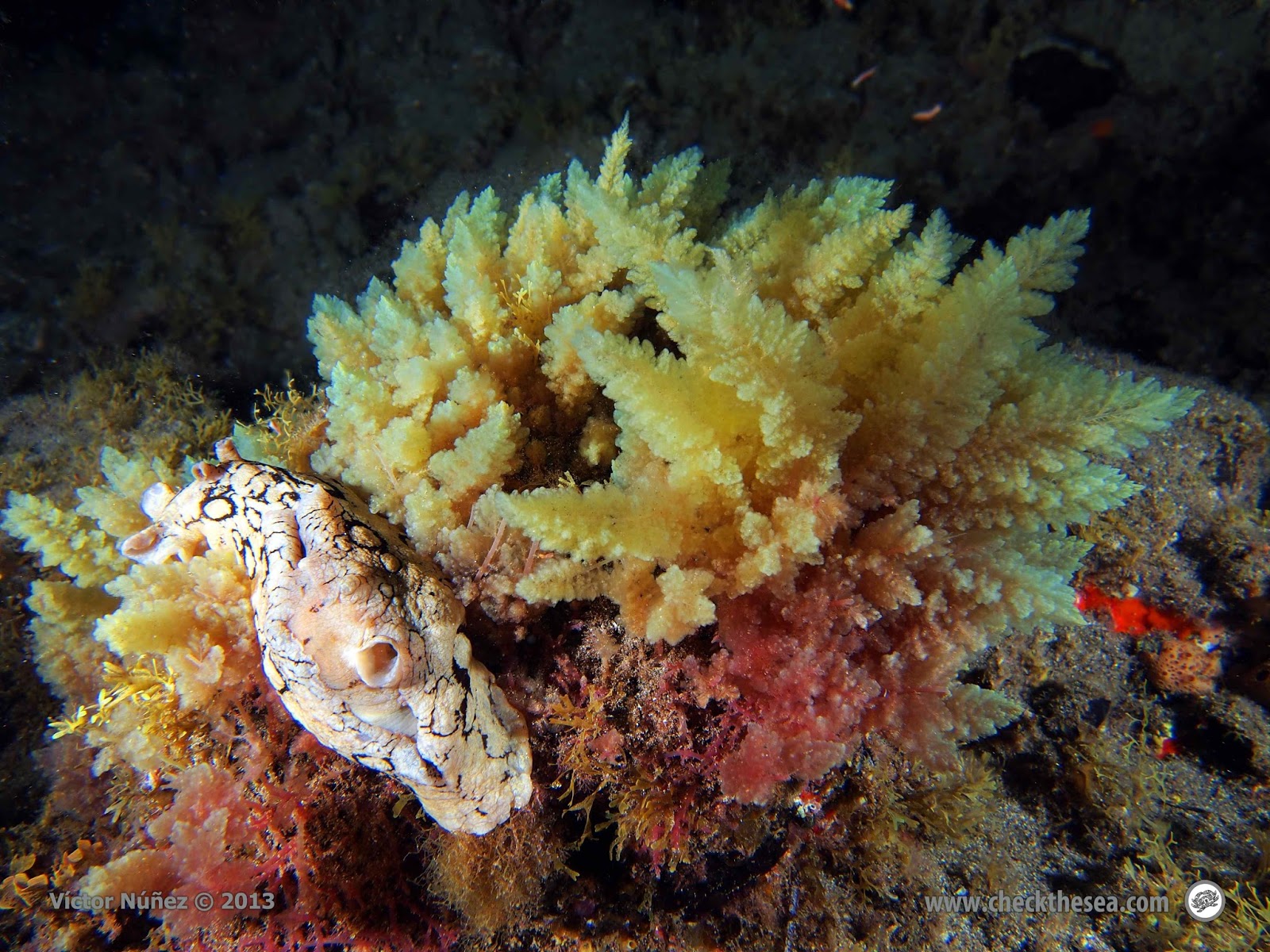 Check the Sea. Web de buceo y fotografía submarina de las Islas ...