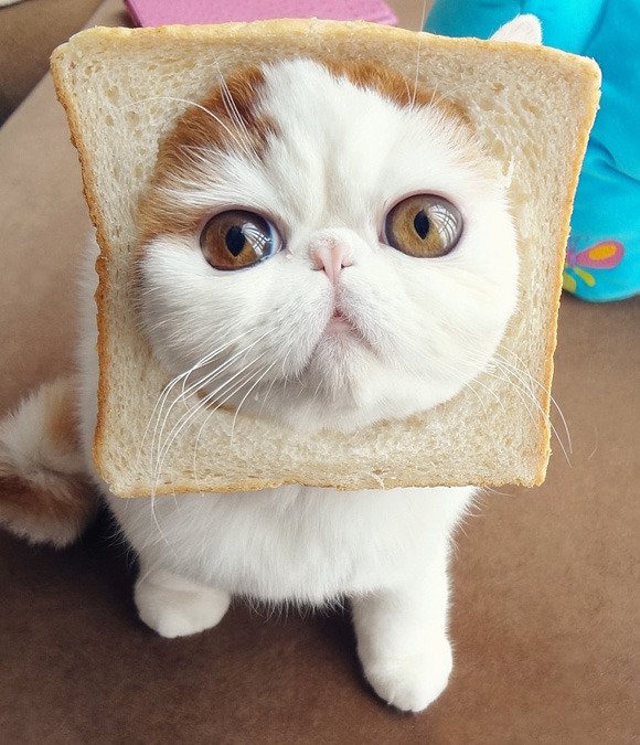 Recomendaciones para Mascotas: octubre 2015