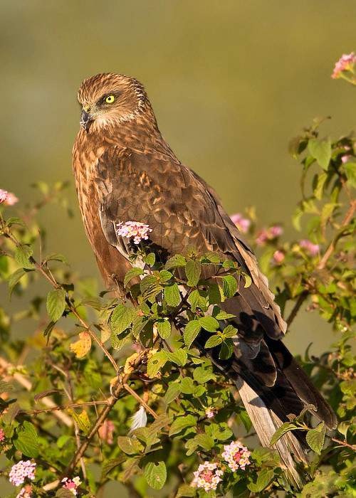 Western marsh harrier | Birds of India | Bird World
