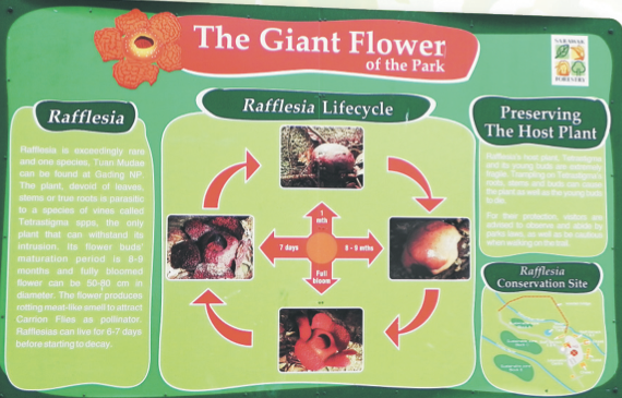 Malaysian Nature Society Kuching Branch: Iconic Rafflesia