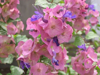 Всё о бегониях и не только...: Каромия (Karomia) / Каромия те́тенская ...