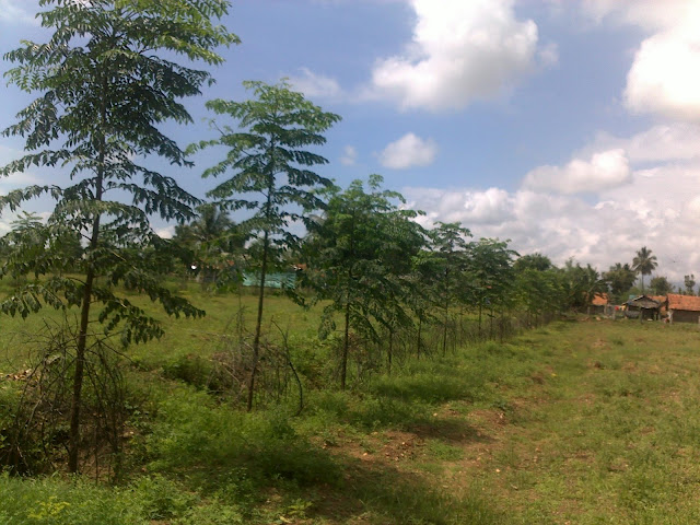 KOTHUKAADU - Beyond Birding: Malai Vembu ( Melia Dubia ) in Peak Summer