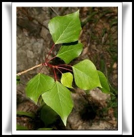 Álamo Negro (Populus Nigra) - Plantas Medicinales - - Las Revelaciones ...