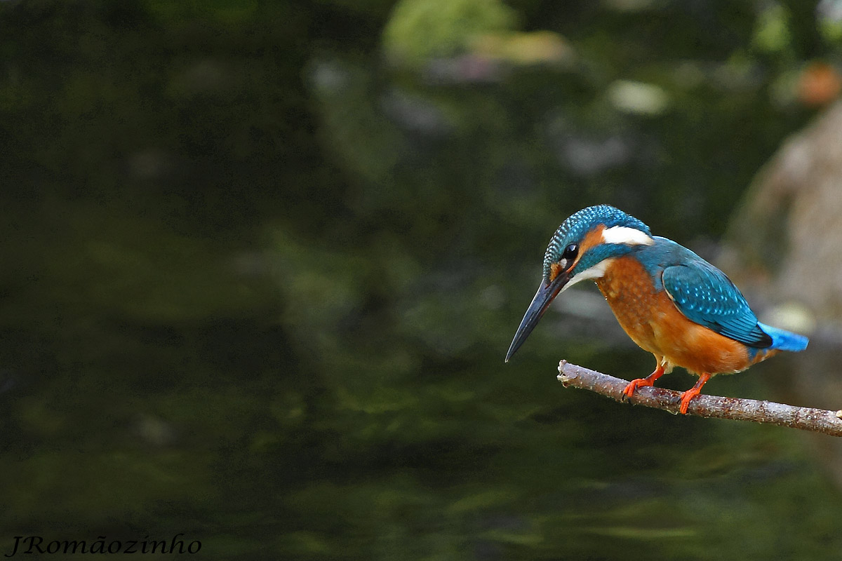Pescador de aves: Guarda rios