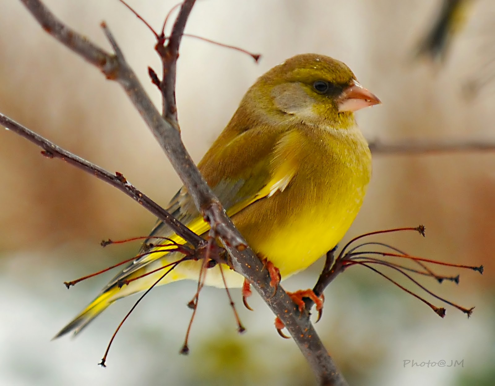 JM Natur: Grønirisk