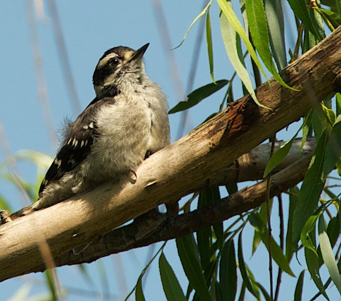 Red and the Peanut: Baby Downy Woodpeckers visited us this summer...