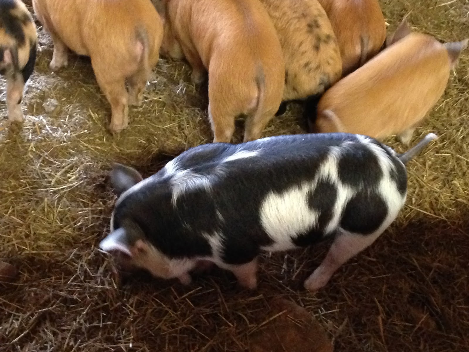 Fitzgerald's Family Farm: Registered Idaho Pasture Piglets For Sale