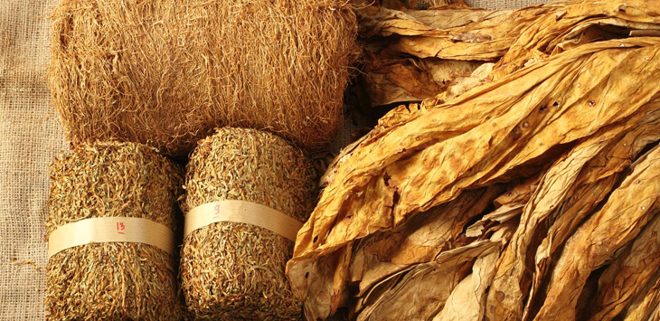 Manfaat lainnya dari Tembakau