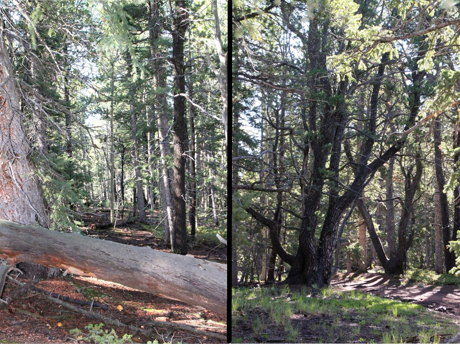 Happy Hikers: Raspberry Mountain Trail in Divide, CO