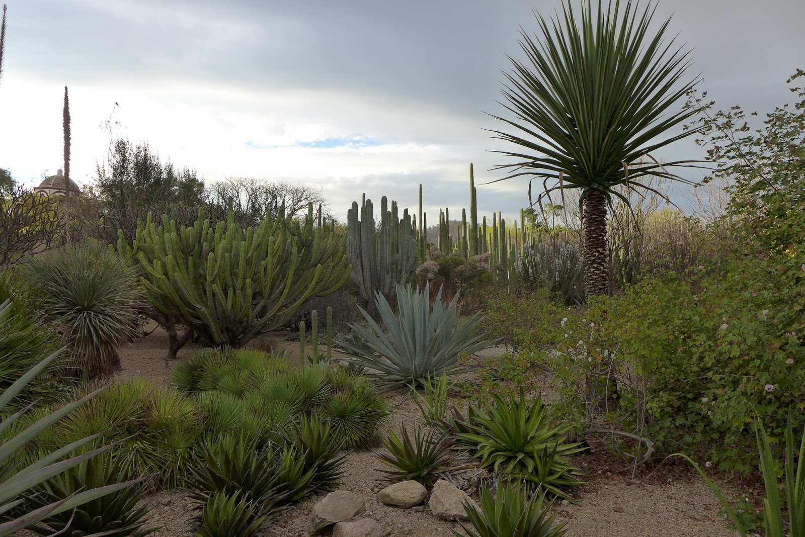 Jeffrey Bale's World of Gardens: Jardin Etnobotánico de Oaxaca