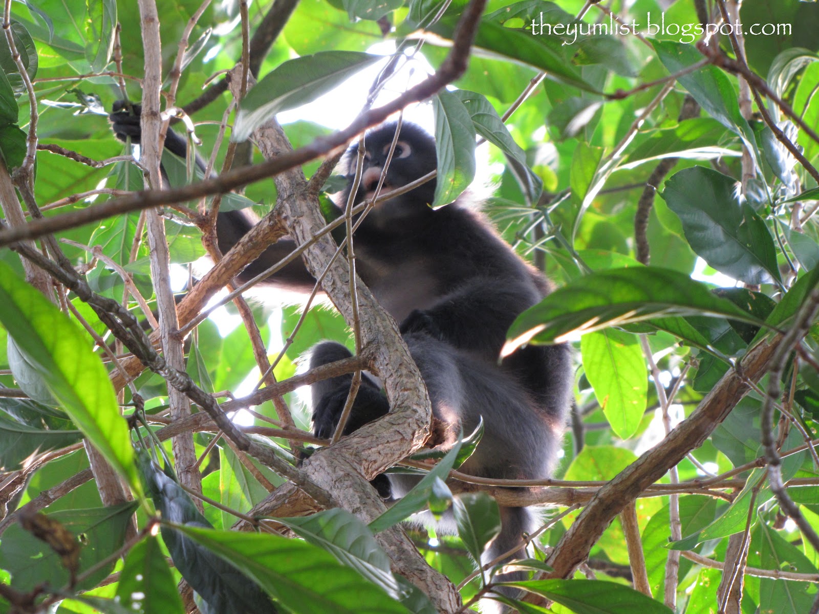 Tree Monkey, Batu Feringgi, Penang, Malaysia - The Yum List