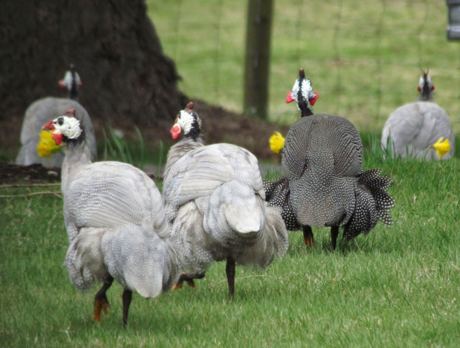 Scene Through My Eyes: Guinea Fowl and Ducks