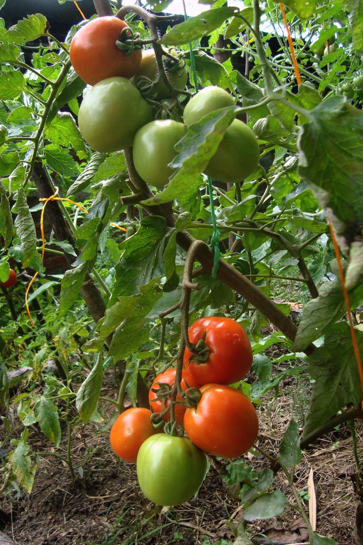 elhuertodelaquebrada: 2011