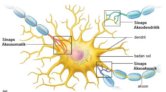 Sistem saraf manusia: Sel Saraf Manusia