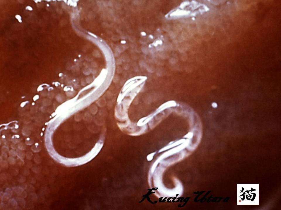 Kucing Utara: Cacing Kucing hookworm