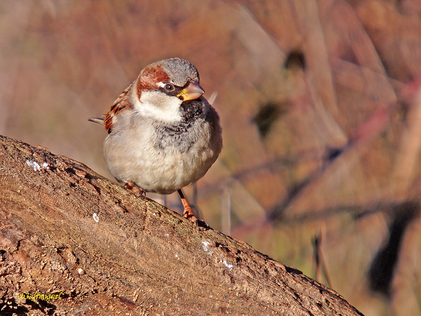 Miguel fotografia: Gorrión común (Passer domesticus)