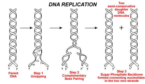 SBK1013 INTRODUCTION TO BIOCHEMISTRY: DNA REPLICATION