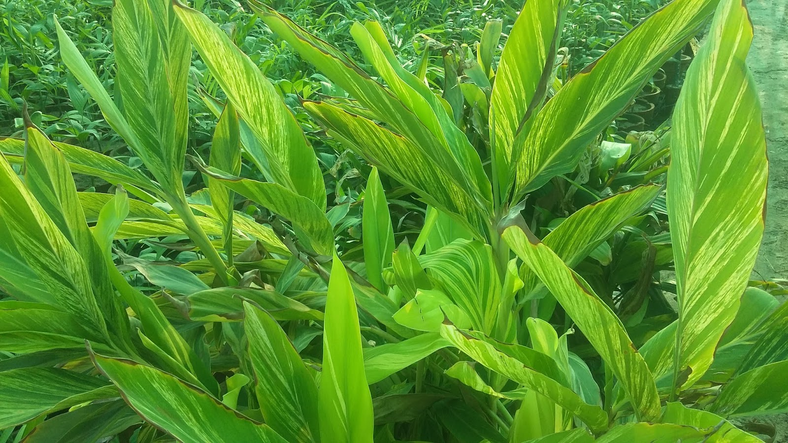 GreenWorld Nursery Farm Pattoki : ALPINIAM LACHI