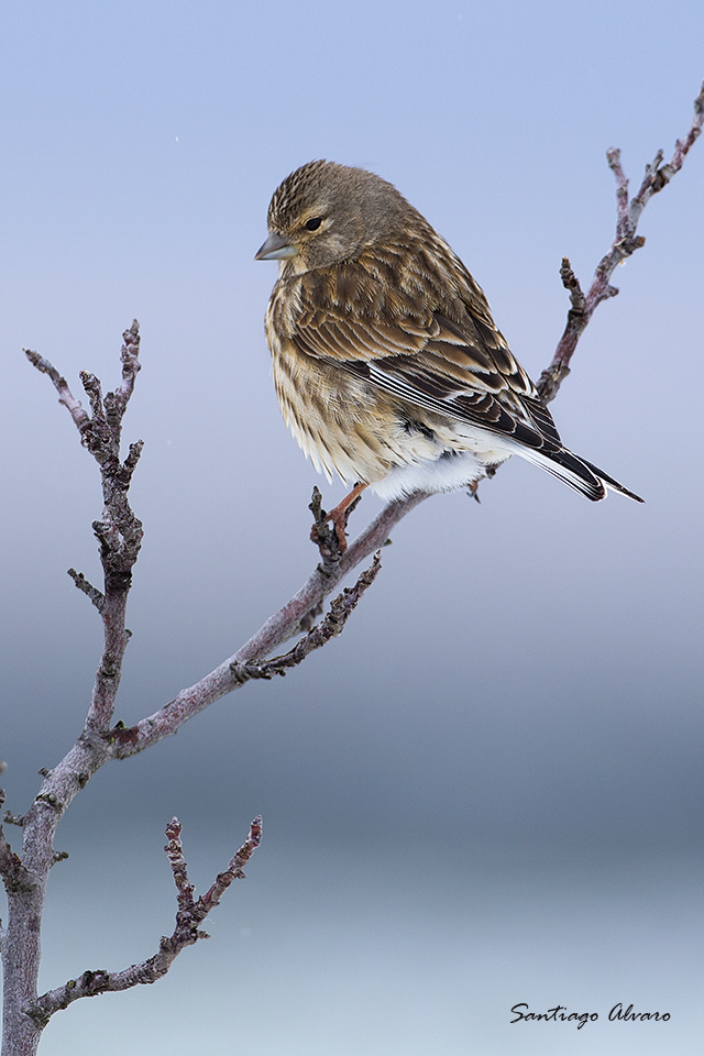 PARDILLO COMÚN | Mirada