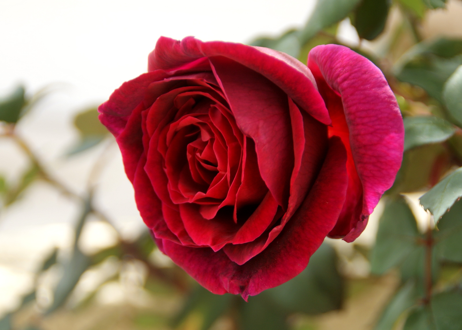 Organic Garden Dreams: March Roses