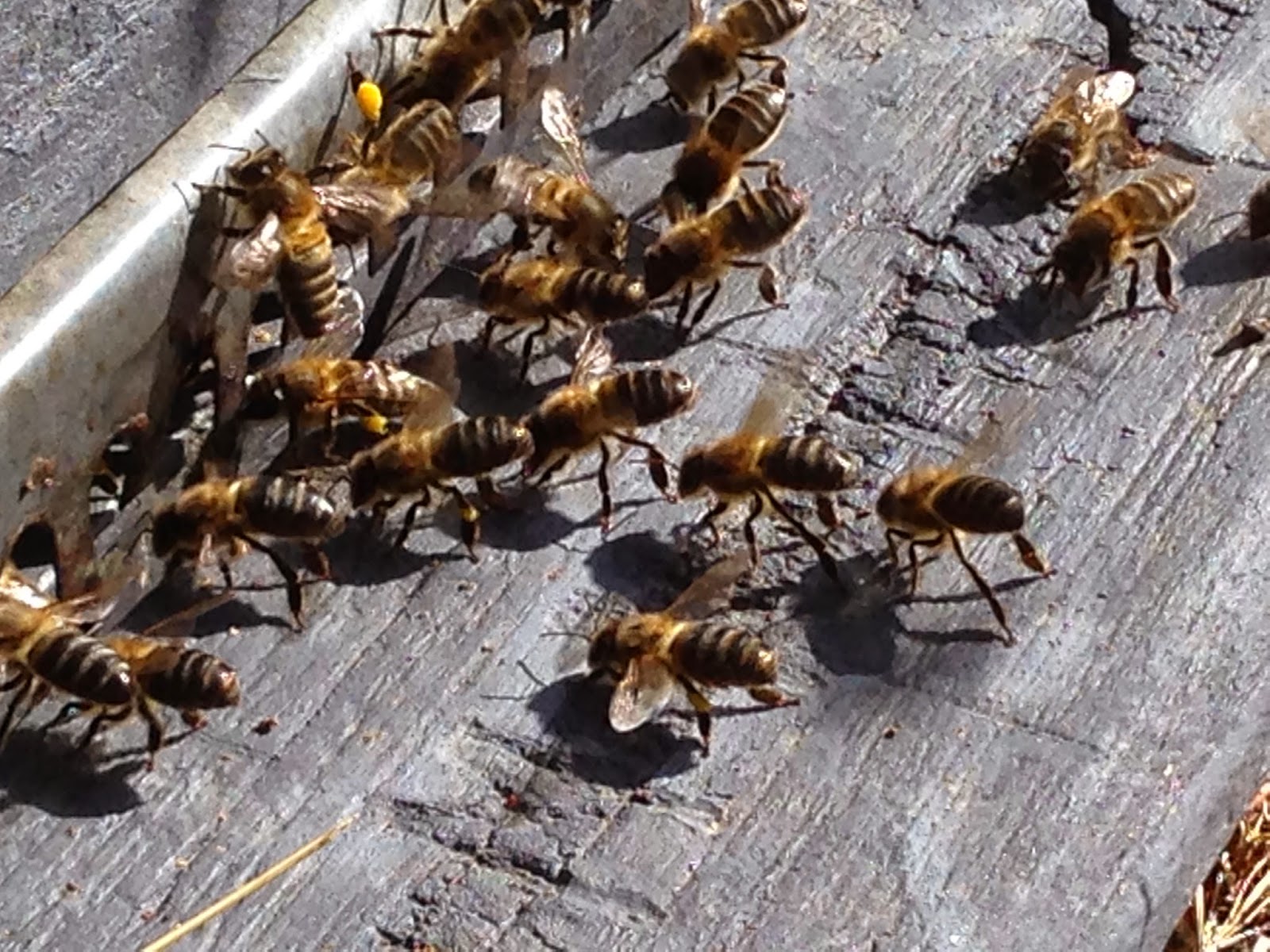 Maestrabeja: agosto 2014