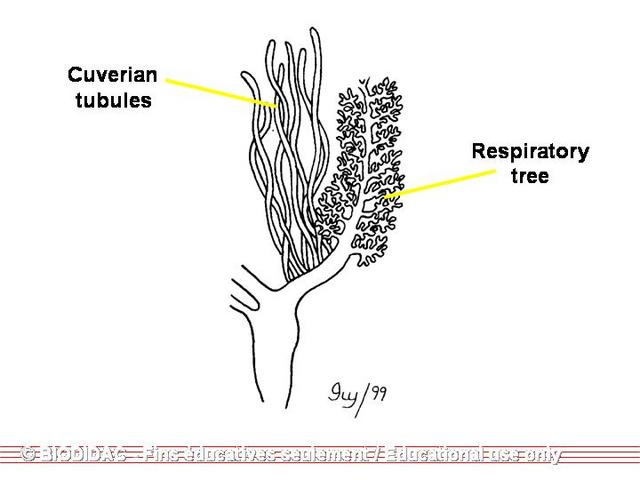 The Echinoblog: Sea Cucumber Defense Pt.2! Evisceration of Cuvierian ...