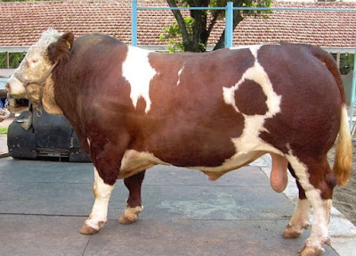 Jenis-Jenis Sapi Di Indonesia - Ilmu Peternakan