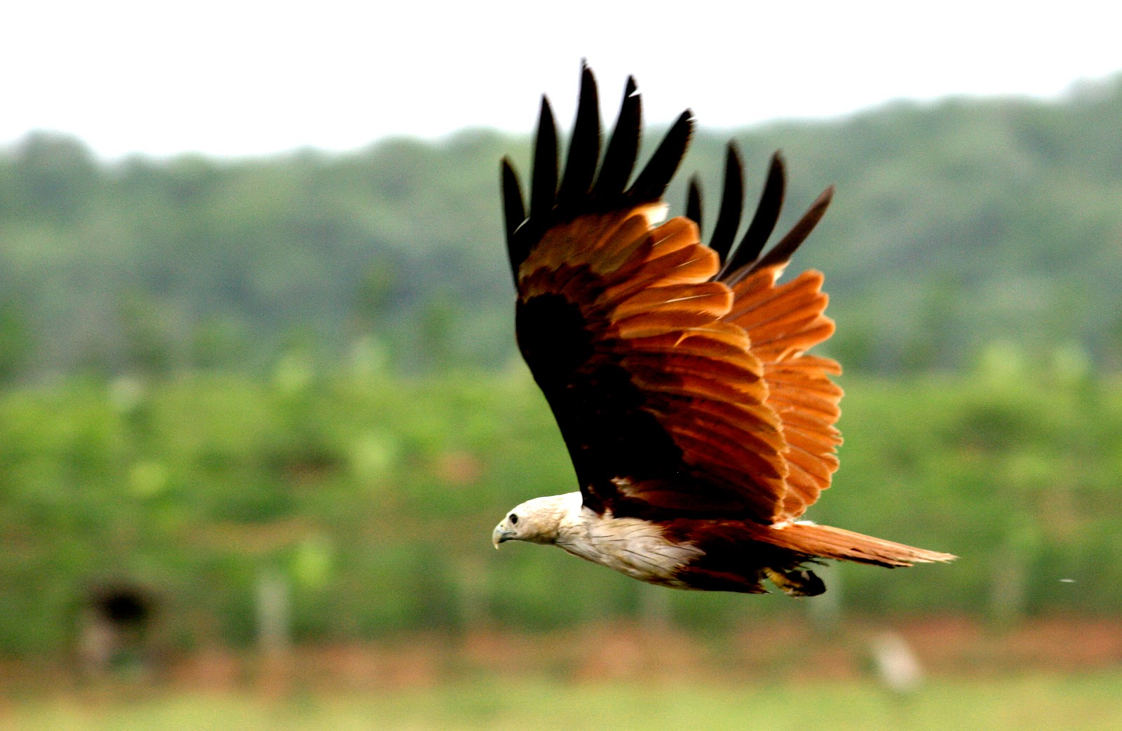 Cheenavala [1975] - blogsskill