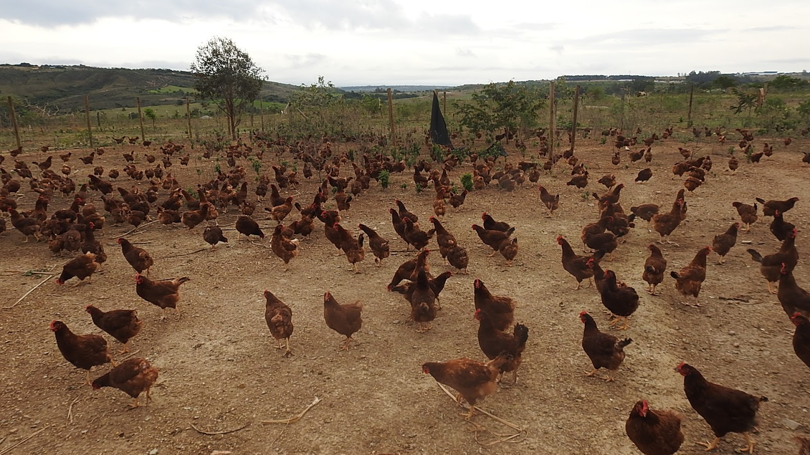 Granja Gema do Cerrado - Brasília DF: INSTALAÇÕES