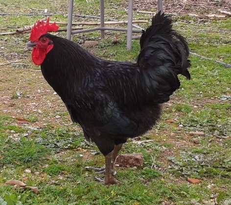 Candi y Su Huerta: Gallos, Gallinas y Pollos