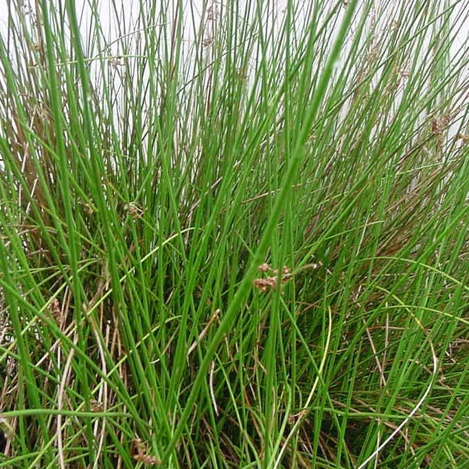 "Verdade//aspas" : 👪 Juncaceae (Juncus effusus)