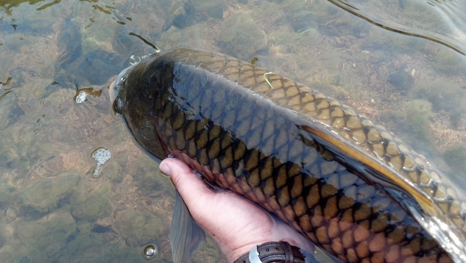 Blue Collar Bonefish
