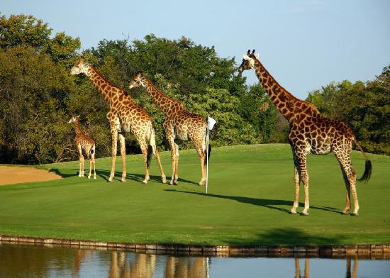 Knowing South Africa: Golf in South Africa