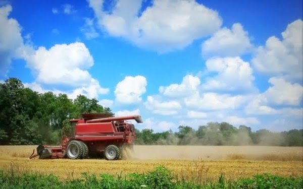Wheatavore: Wheat harvest in Southwest Michigan, July 14, 2013