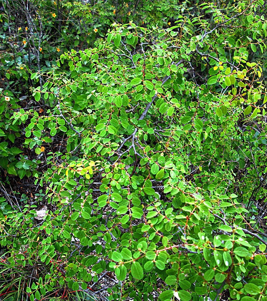 Honouliuli Ewa Traditional Cultural Properties: Honouliuli Ewa Plain ...