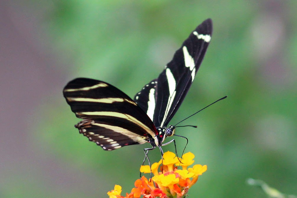 Rio Grande Valley Butterflies: National Butterfly Center, 7/10/14
