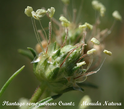 Menuda Natura: Plantago sempervirens Crantz