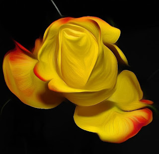 ps-pictureshop: Rose, Roza, hoa hồng, Roses, faqekuq, ruže, roser, roses,