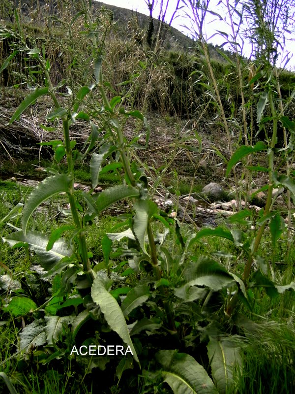 naturconsejos: ACEDERA (Rumex acetosa)