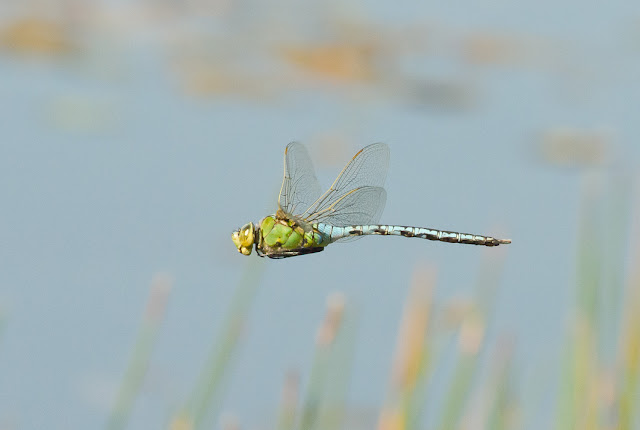 VC41 Dragonflies and Damselflies: Broad Pool, Gower