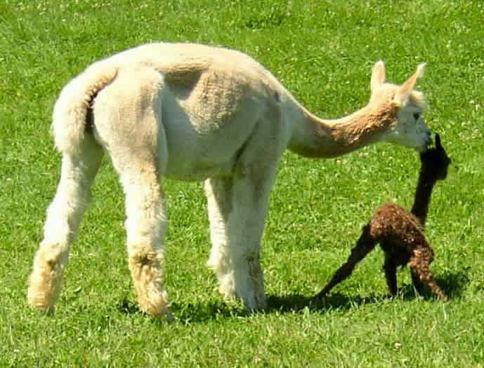 CRA QUERCUS: LOS ANIMALES