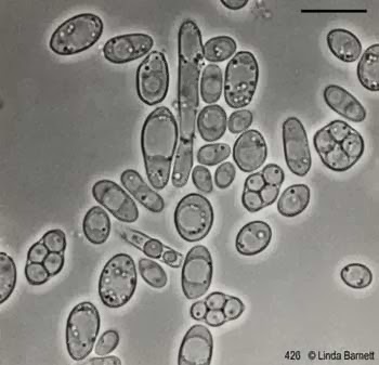 Biological Brewing: December 2013