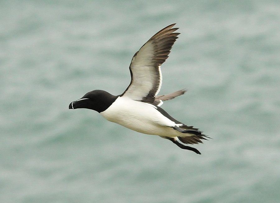 Gary Jones Wildlife Photography: RSPB South Stack, Anglesey