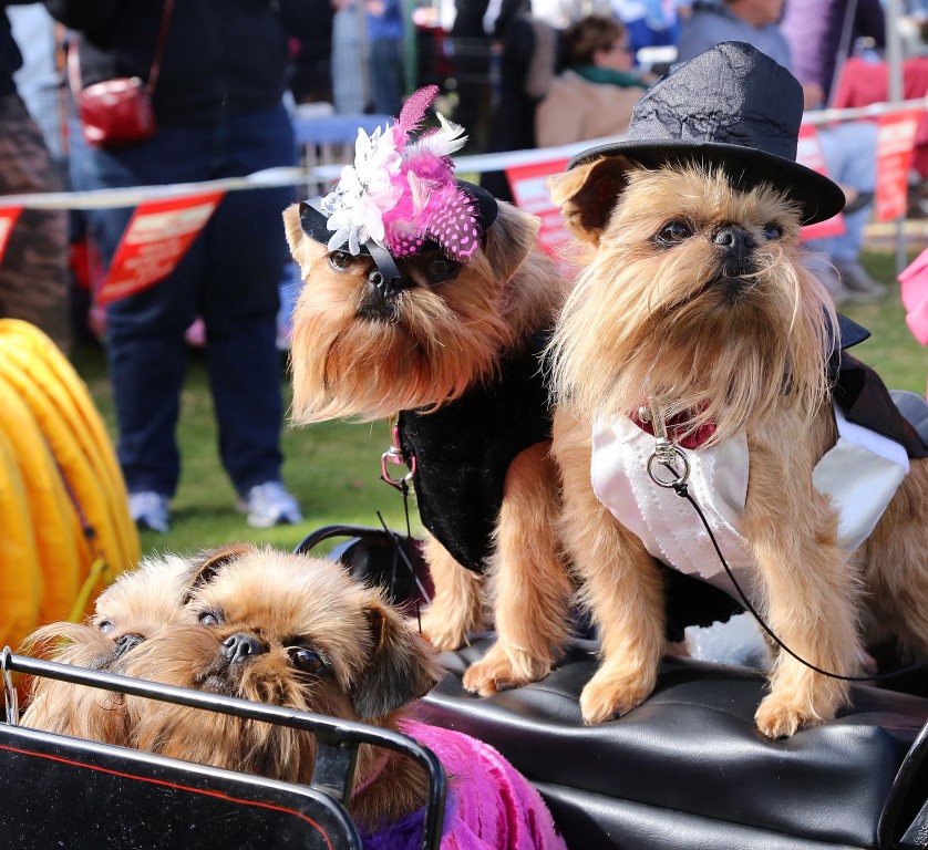 Dogs NSW Dogs on Show 2017 - June 17 | Australian Dog Lover