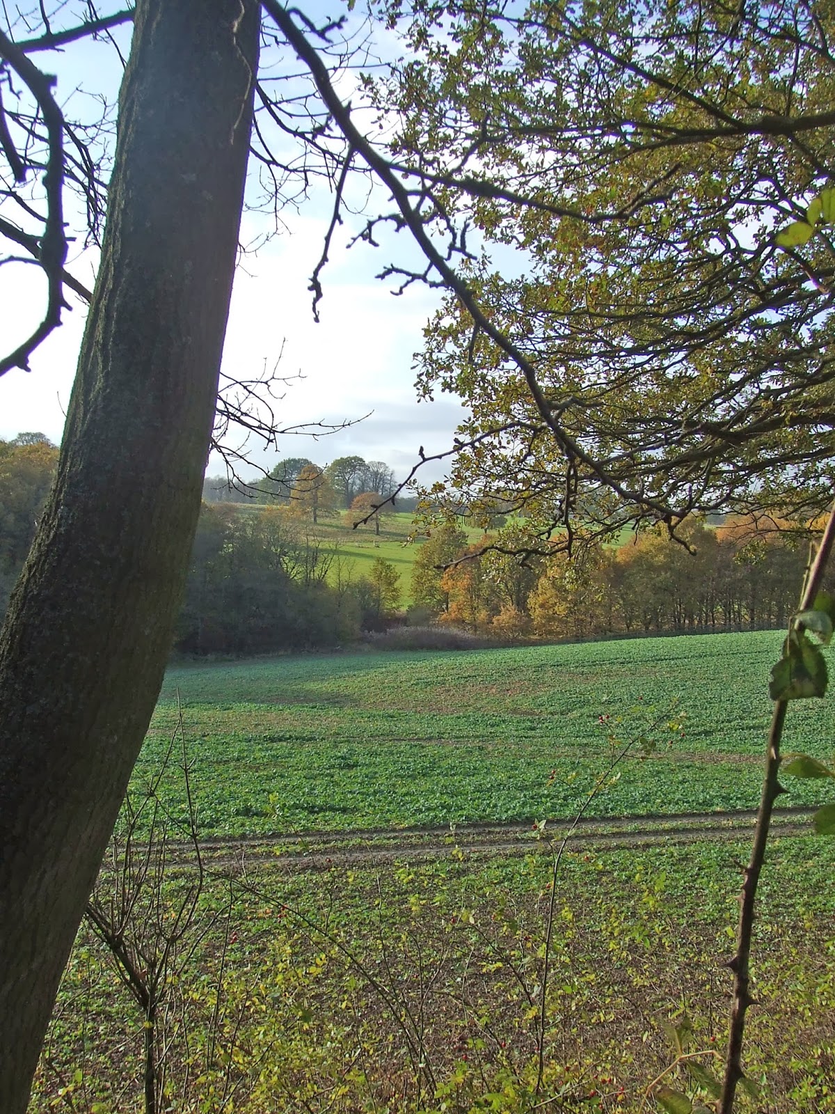 Wandering Ash: W/C 16th November 2013 - Teversal and Hardwick Hall